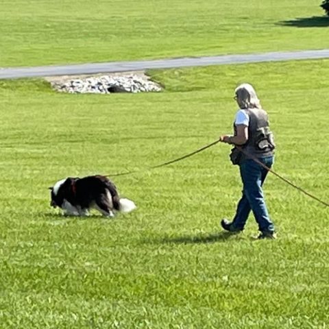 Classes - Ann Arbor Dog Training Club